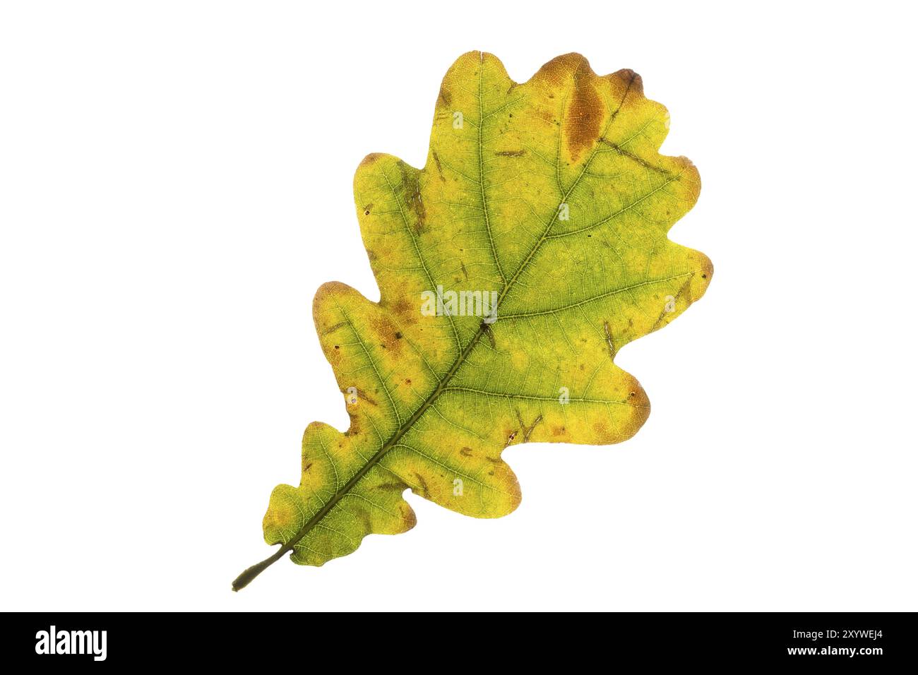 Oak leaf with autumn colours, cropped Stock Photo - Alamy