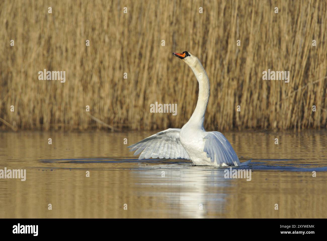 Mute Swan during the mating season Stock Photo - Alamy