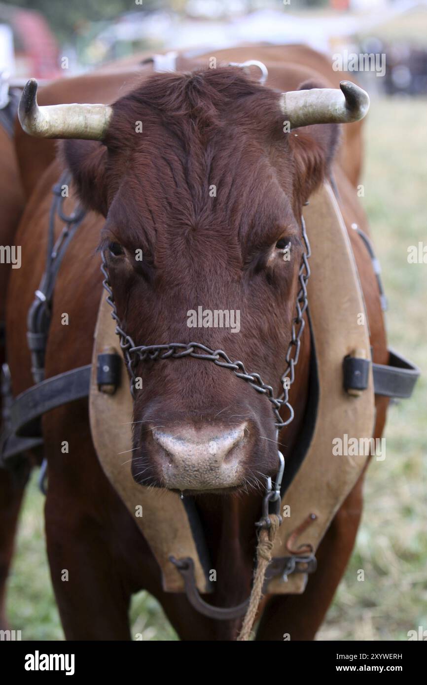 Team of bullocks hi-res stock photography and images - Alamy