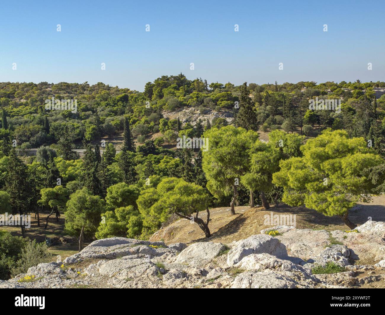 Densely overgrown green landscape with trees and rocks under a clear ...