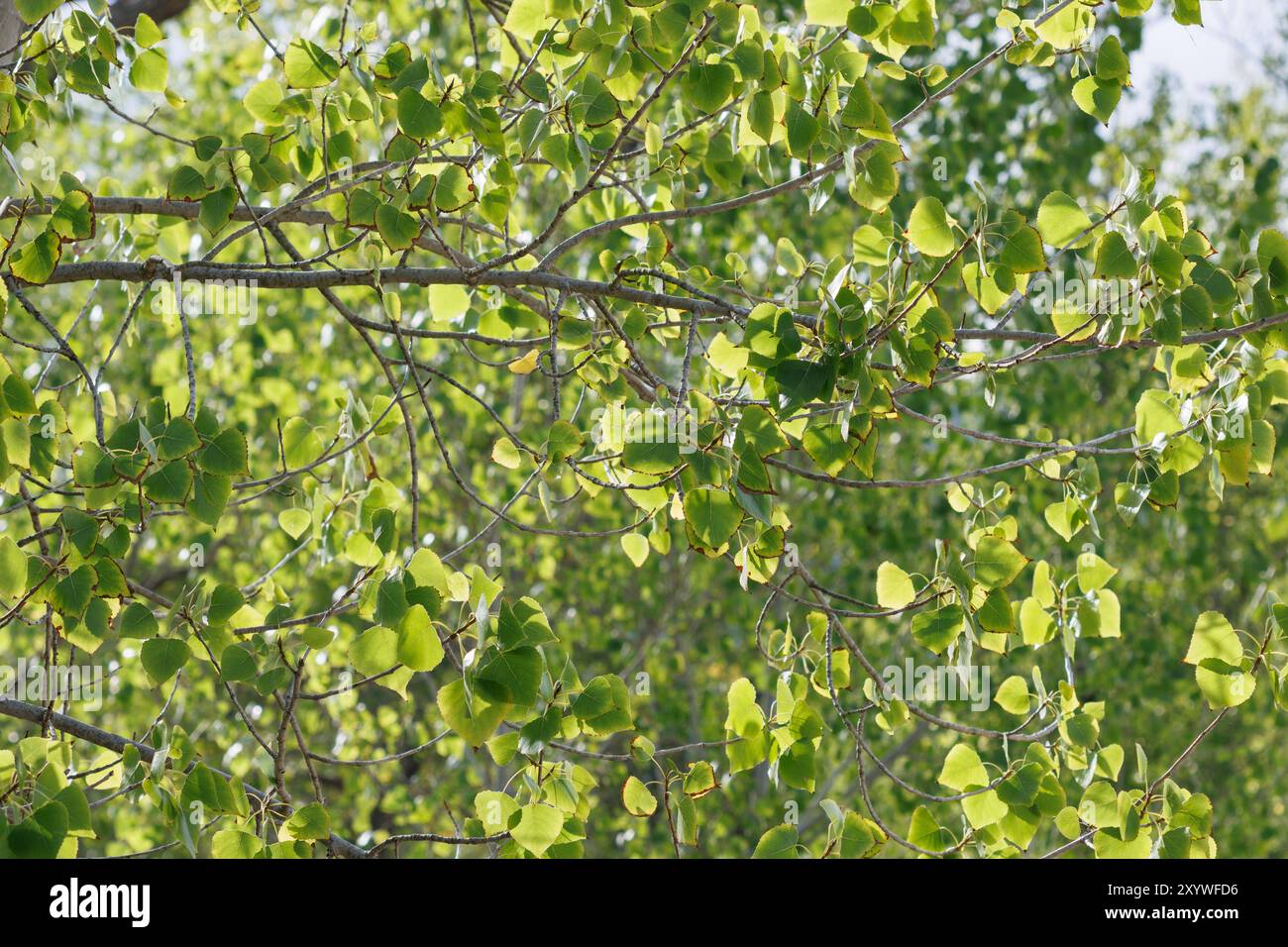 Leaves backlit summer poplar tree hi-res stock photography and images ...