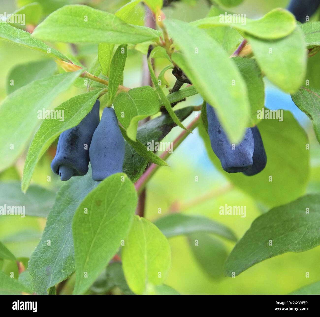 Mayberry, Sweetberry Honeysuckle 05 Stock Photo - Alamy