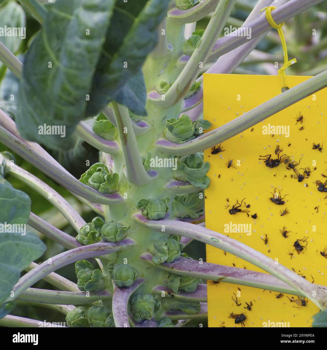 Yellow flying stick insect hi-res stock photography and images - Alamy