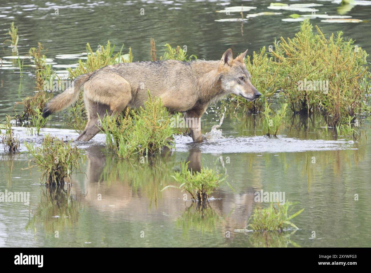 Gray wolves hunting deer hi-res stock photography and images - Alamy