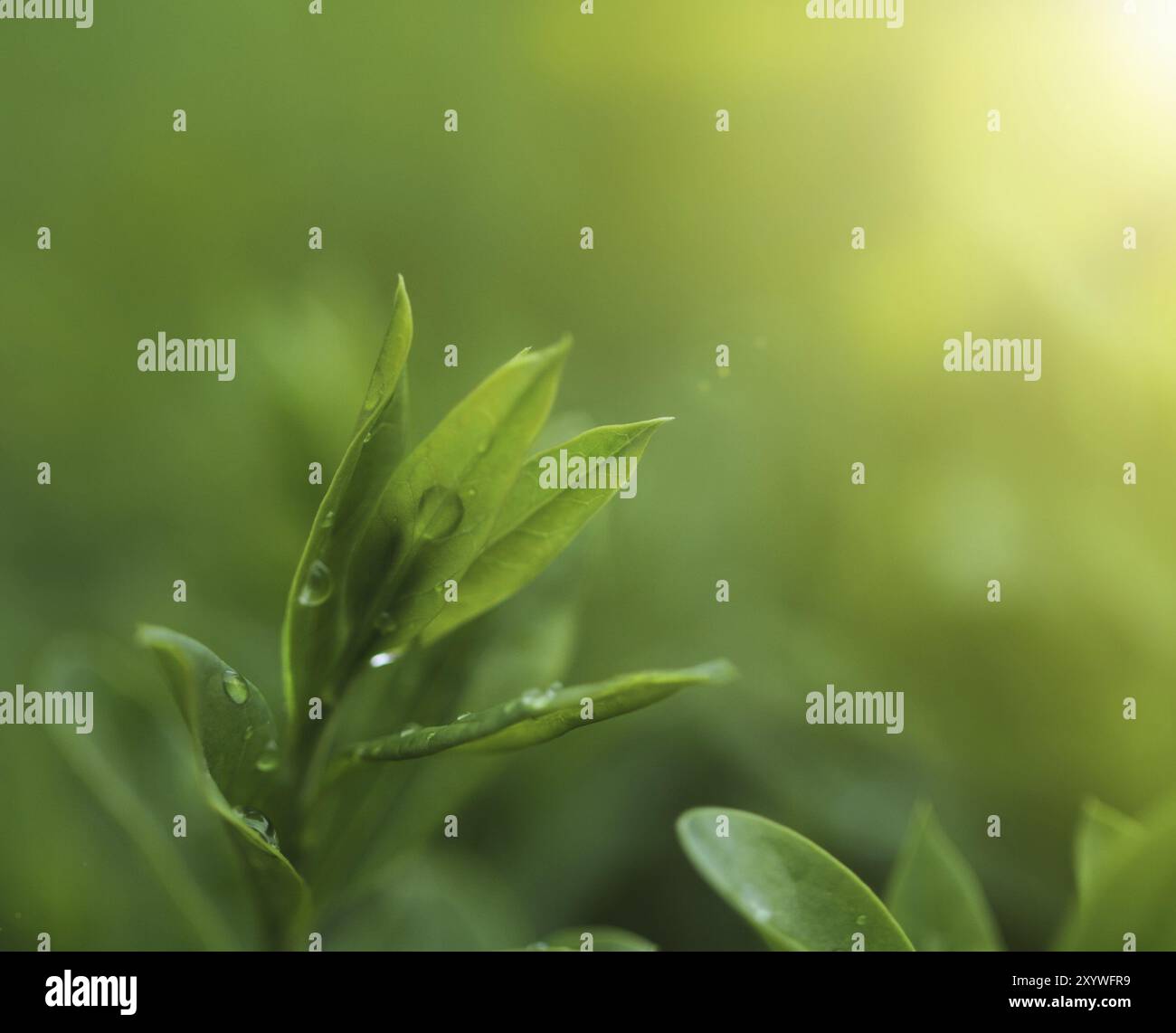 Top view on tea plantations hi-res stock photography and images - Alamy