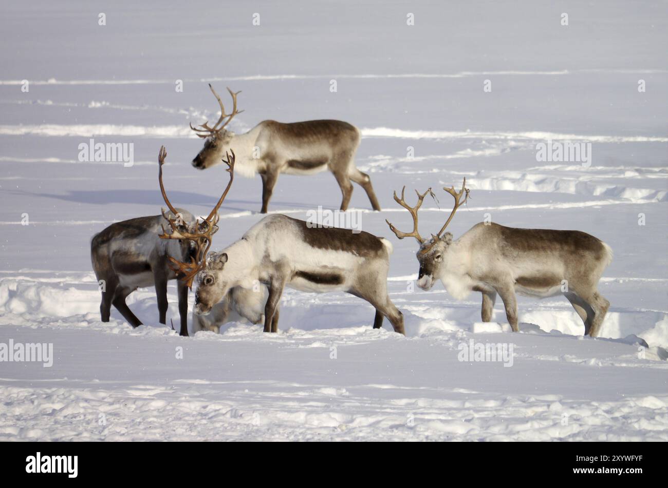 Saami reindeer finland hi-res stock photography and images - Alamy