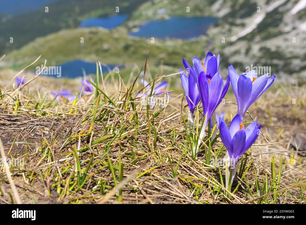 Spring background with close-up group of blooming crocuses spring ...
