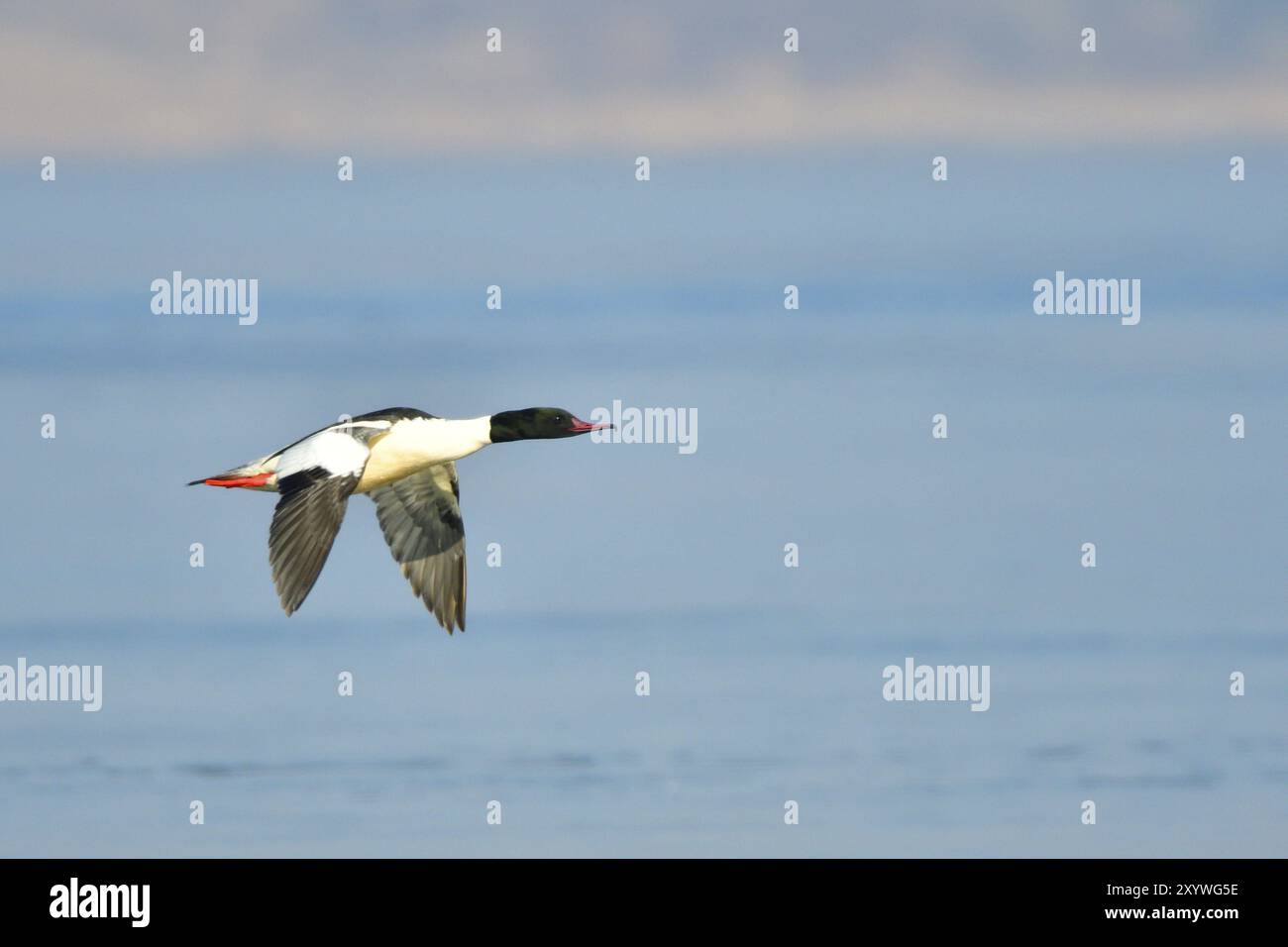 Common merganser in flight Stock Photo - Alamy