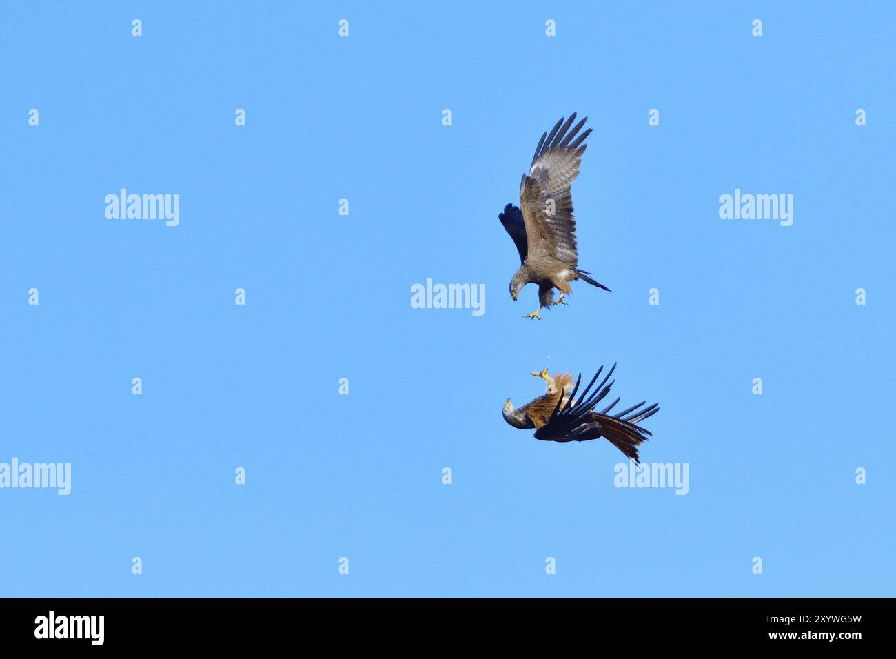 Red kite in air combat with a black kite. Black kite and red kite in ...