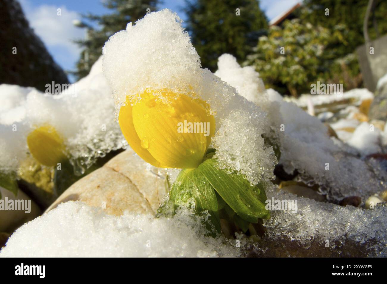 Aconites in frost hi-res stock photography and images - Alamy