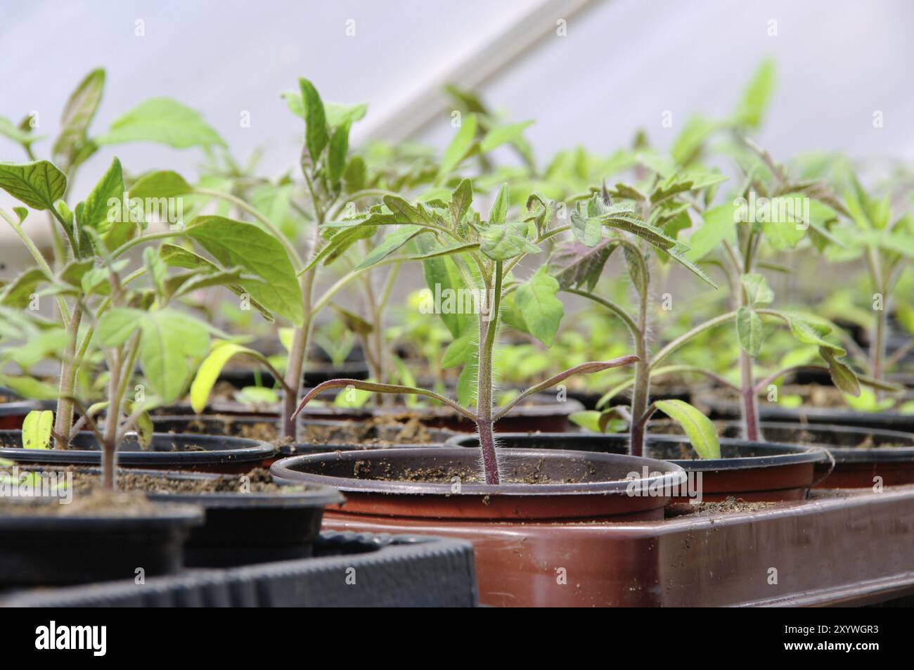 Tomato plant in glass house, tomato plant in glass house Stock Photo ...