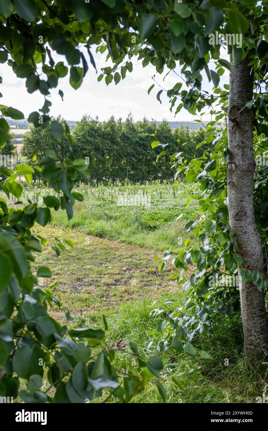 Grape vines growing early season at the start of summer at Trevibban ...