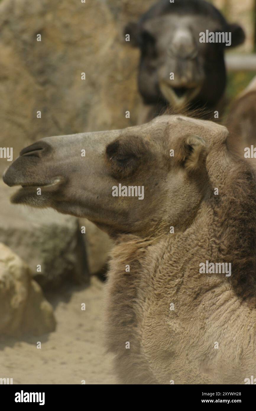 Bactrian camel portrait Stock Photo - Alamy