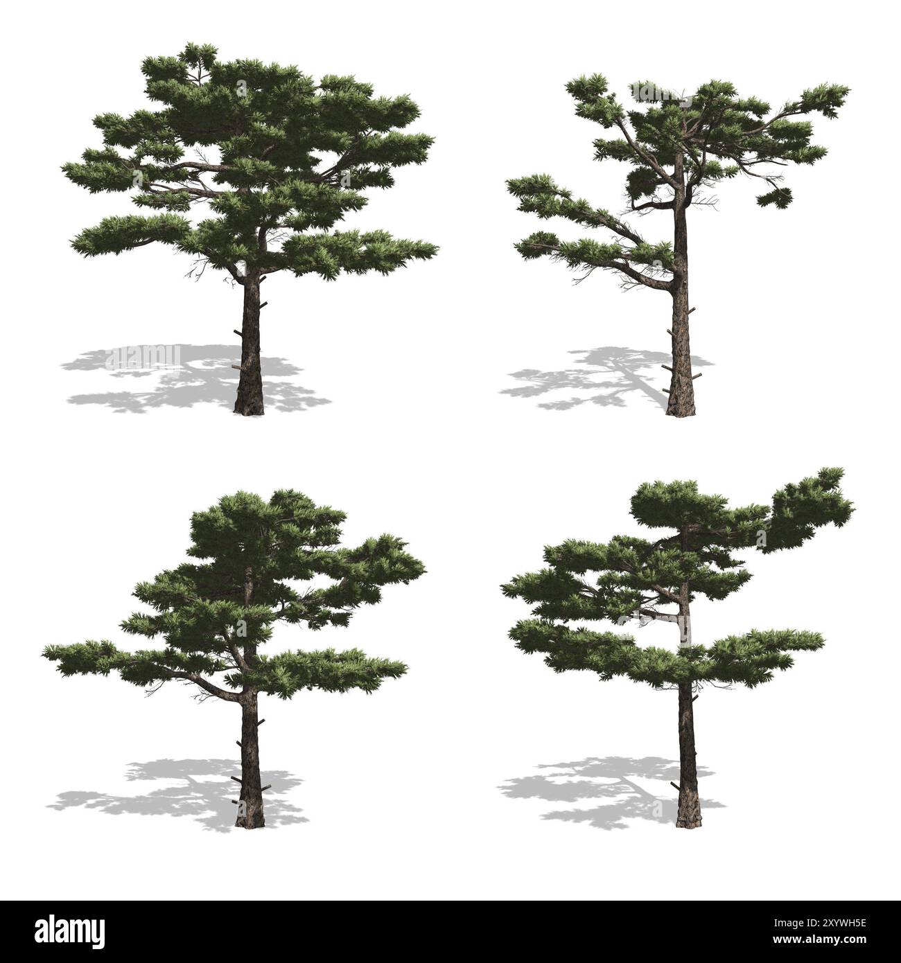 Pine trees, isolated on white background Stock Photo - Alamy