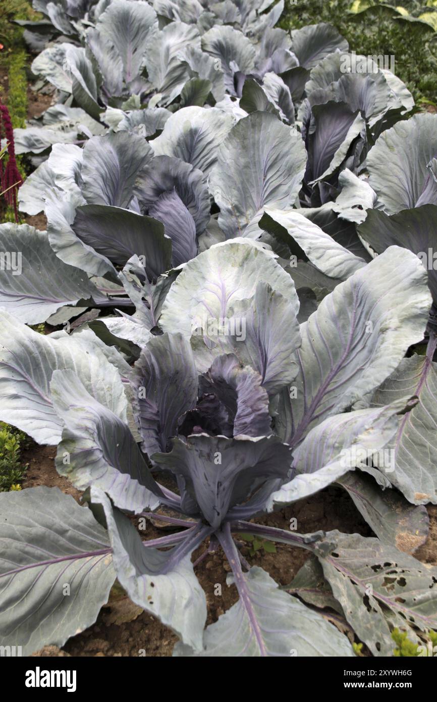 Giant kale hi-res stock photography and images - Alamy
