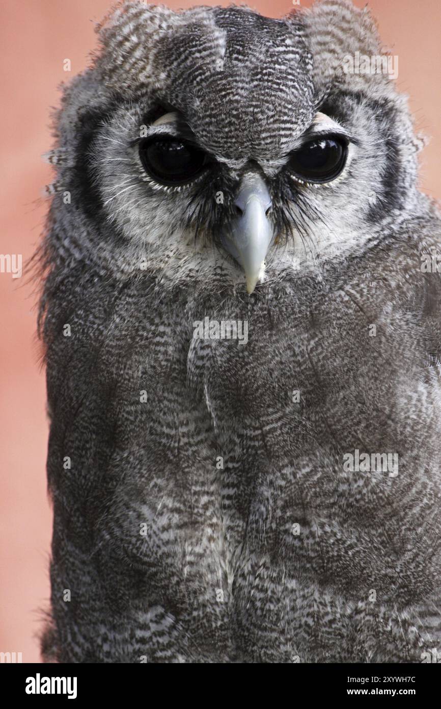 Milk eagle owl bubo hi-res stock photography and images - Alamy