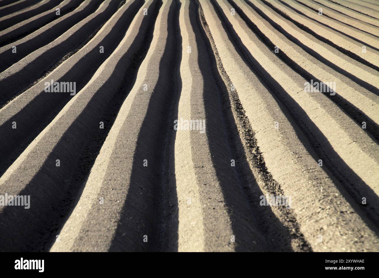 Furrows for carrot cultivation Stock Photo - Alamy