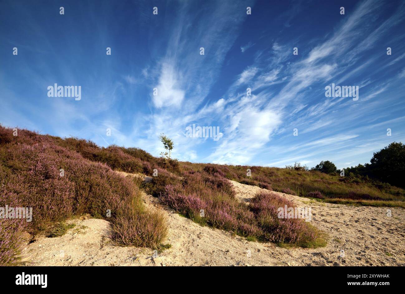 Flowering heather on sandy dunes under beautiful blue sky Stock Photo ...