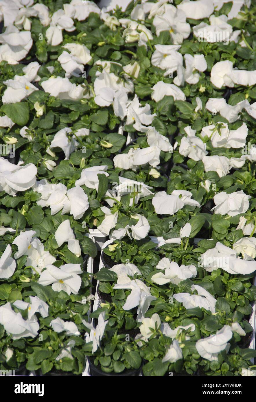 Detailed image of pansy flower hi-res stock photography and images - Alamy