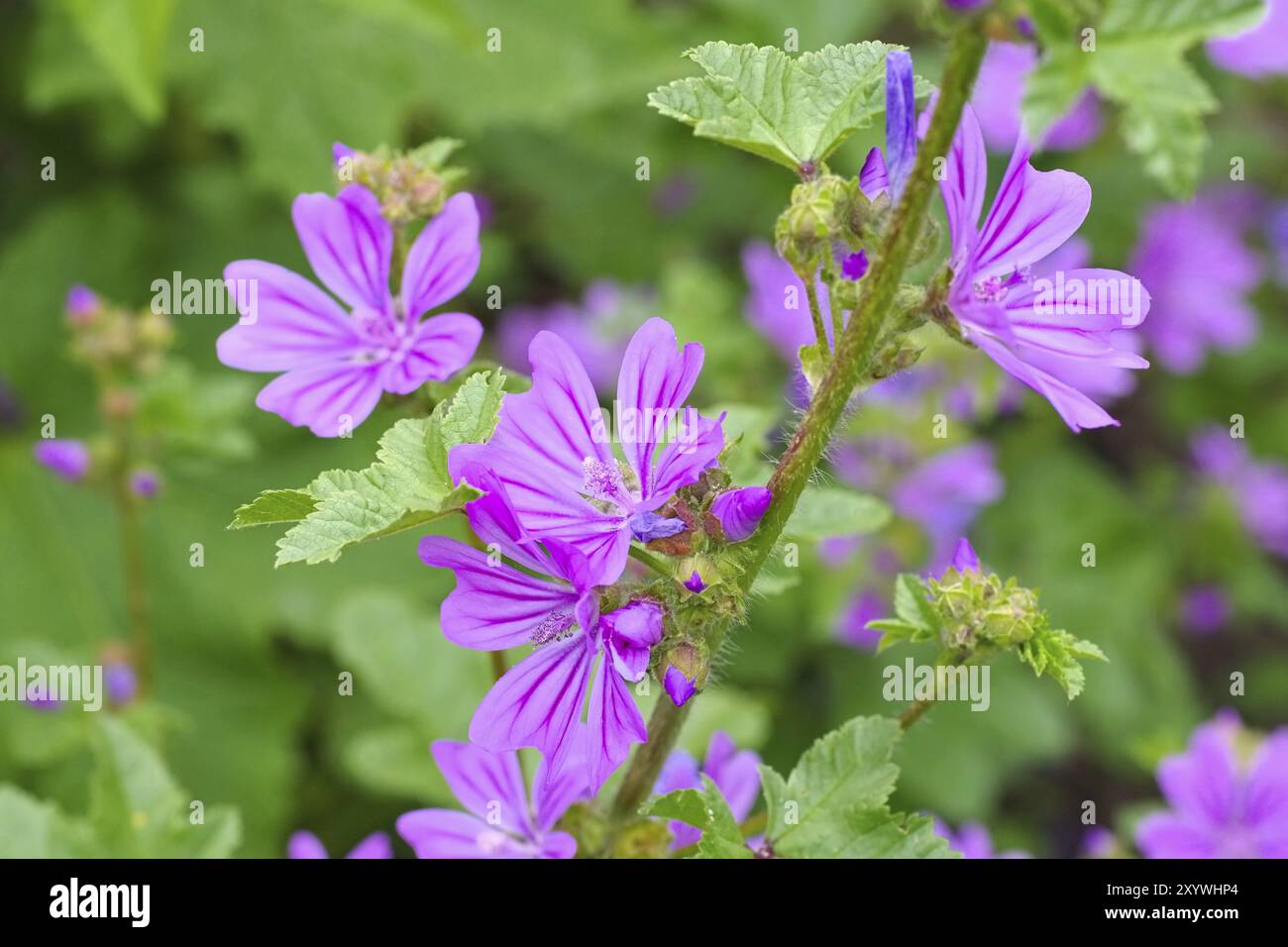 Wilde Malve, purple malva sylvestris, a medicinal plant Stock Photo - Alamy