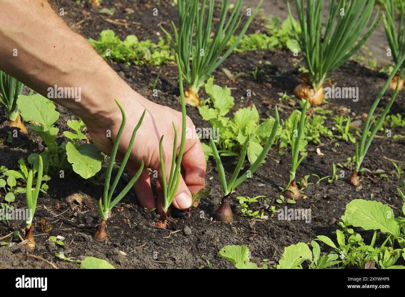 Weeding, pull up weeds 03 Stock Photo - Alamy