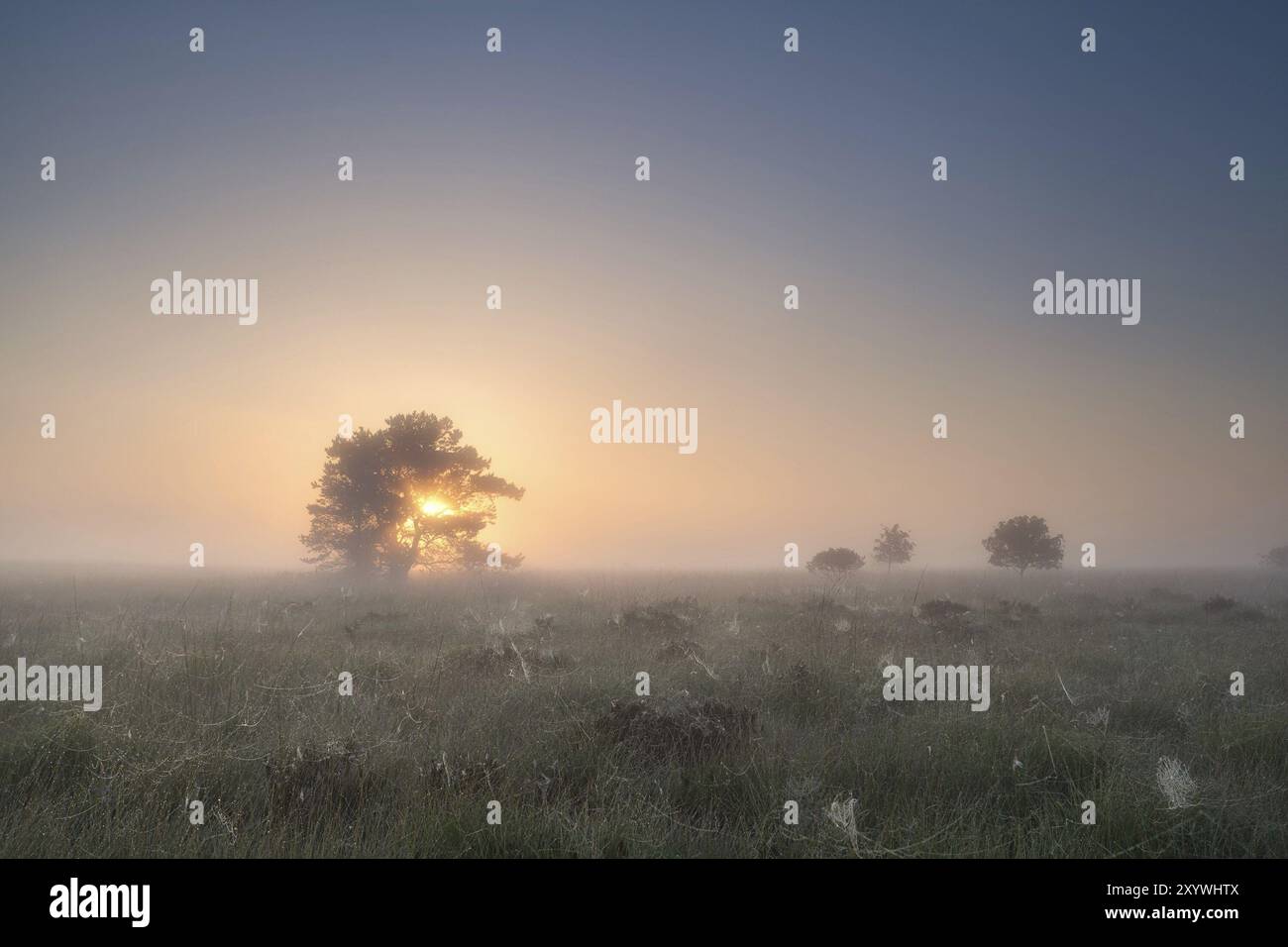 Sunshine through tree silhouette over swamp in morning Stock Photo - Alamy