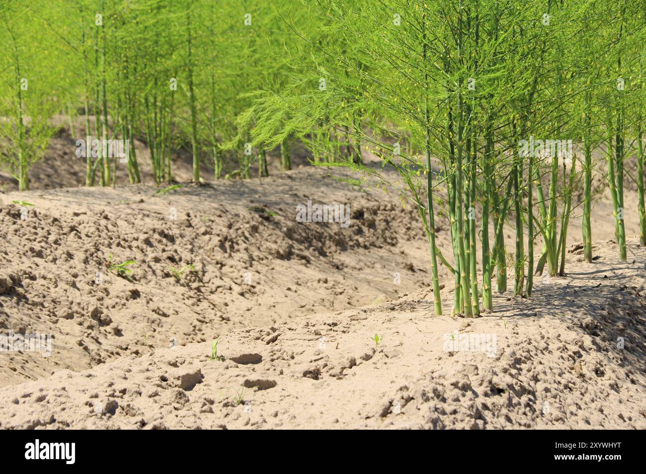 Asparagus field, Spargelfeld 19 Stock Photo - Alamy