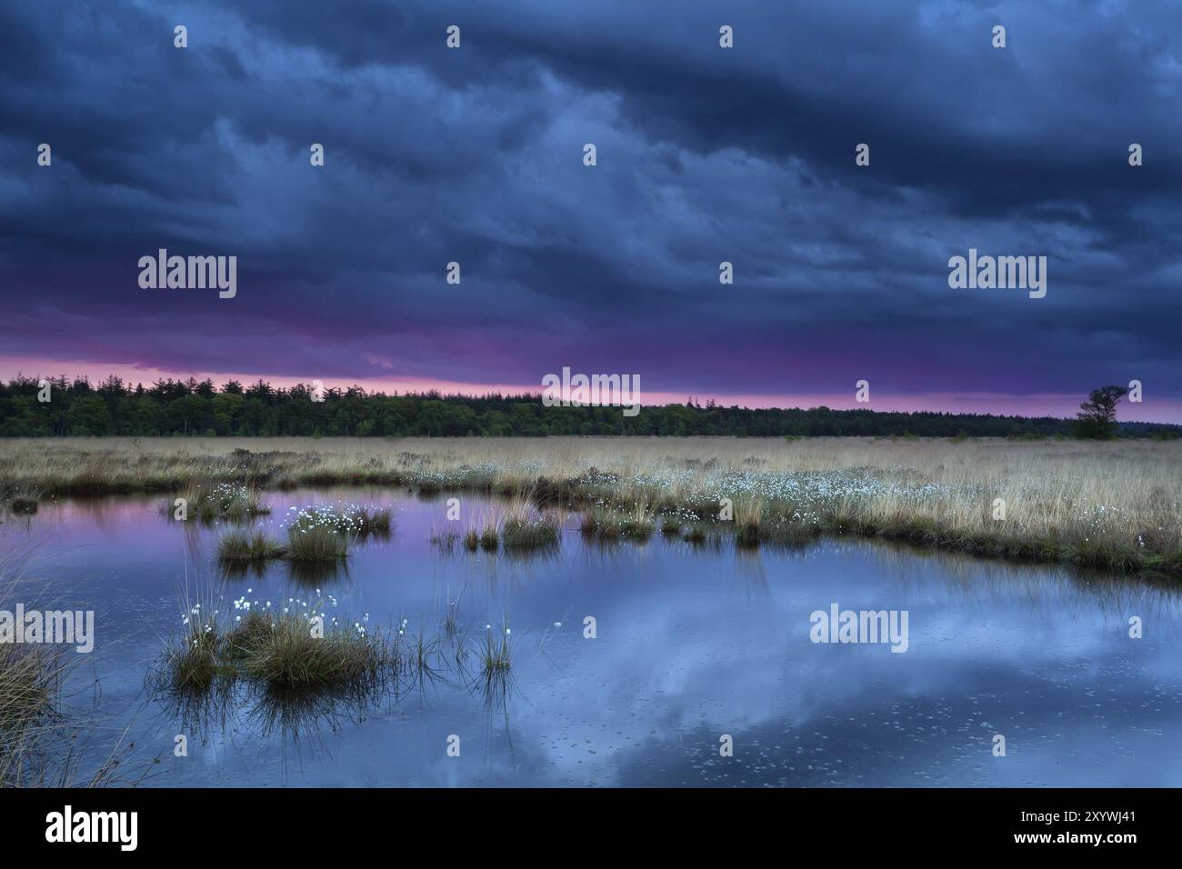 Sunset during storm over swamp, Fochteloerveen, Netherlands Stock Photo ...