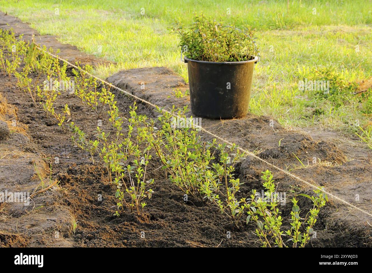 Planting a hedge, planting a hedge 03 Stock Photo - Alamy