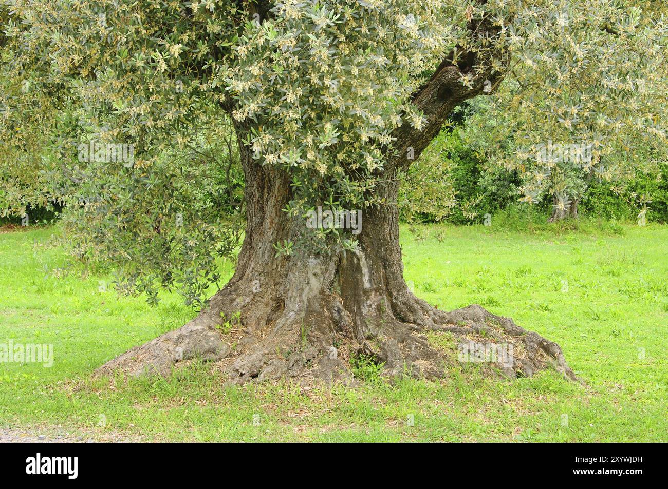 Olive tree trunk 14 Stock Photo - Alamy