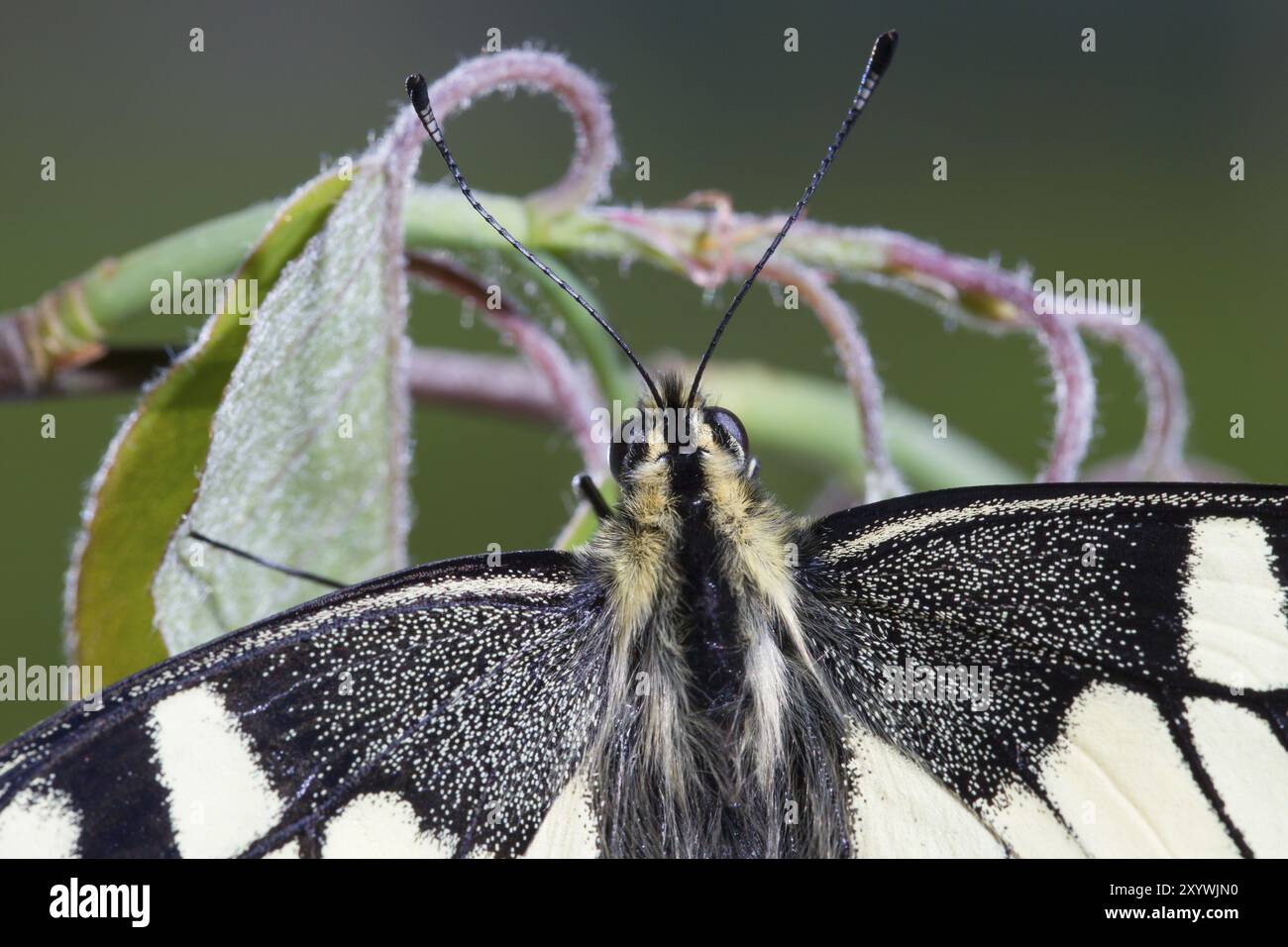 Swallowtail, Papilio machaon, Common Yellow Swallowtail Stock Photo - Alamy