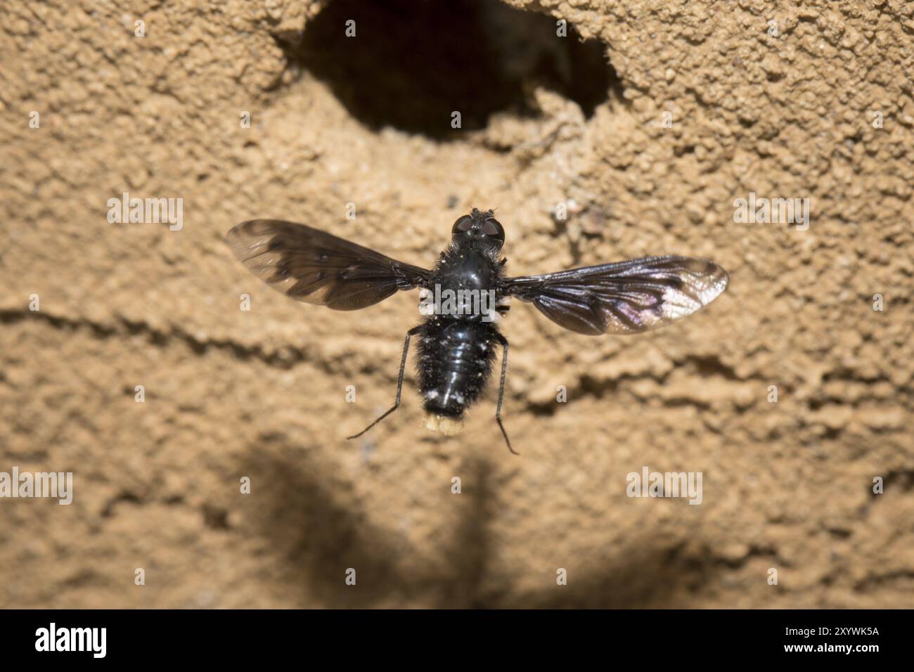 Animal mourning bee hi-res stock photography and images - Alamy