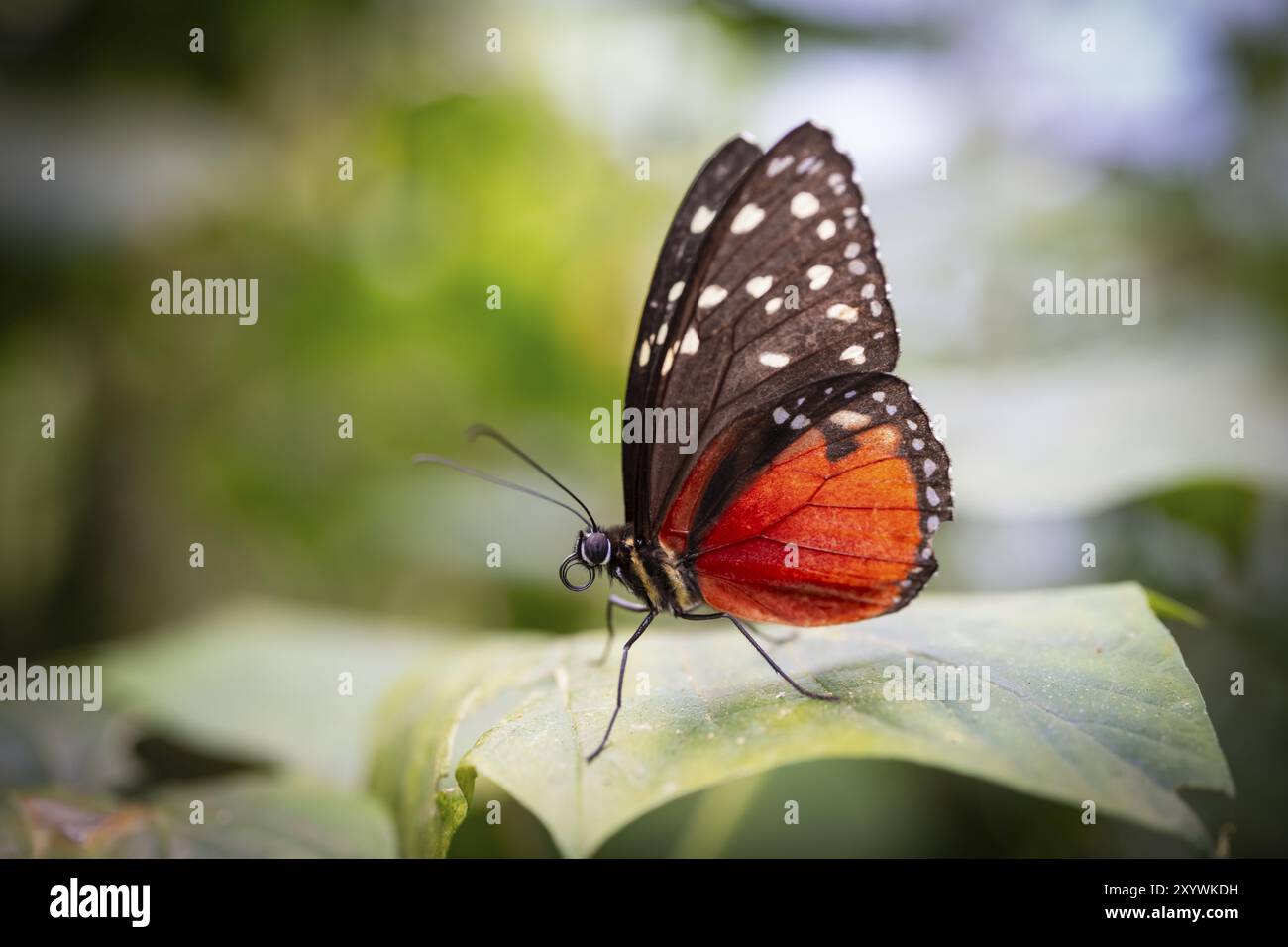 Tarricina longwings hi-res stock photography and images - Alamy