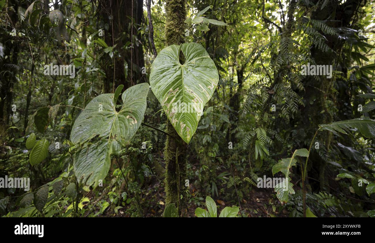 Large leaves in the dense rainforest, Monteverde cloud forest, Monte ...