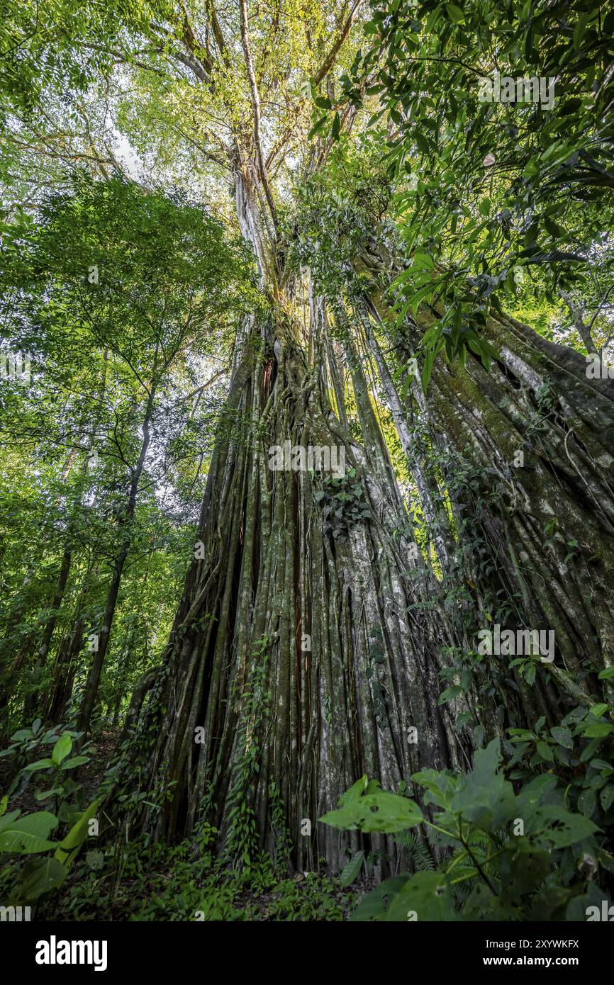 Giant strangler fig (Ficus americana), in the rainforest, Corcovado ...