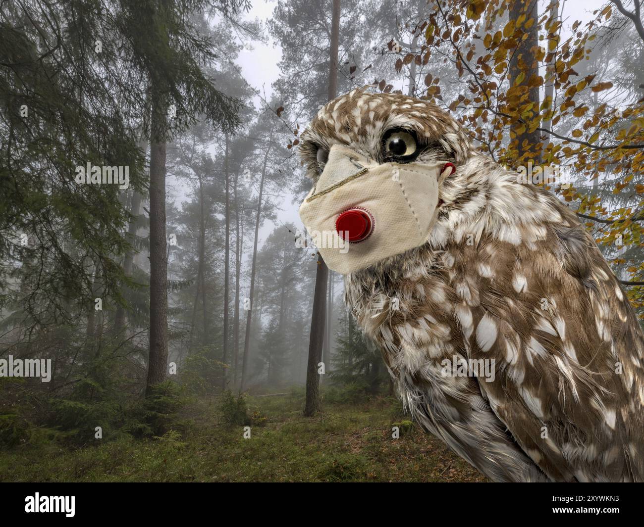 Portrait of an owl with face mask against infection in front of a foggy ...