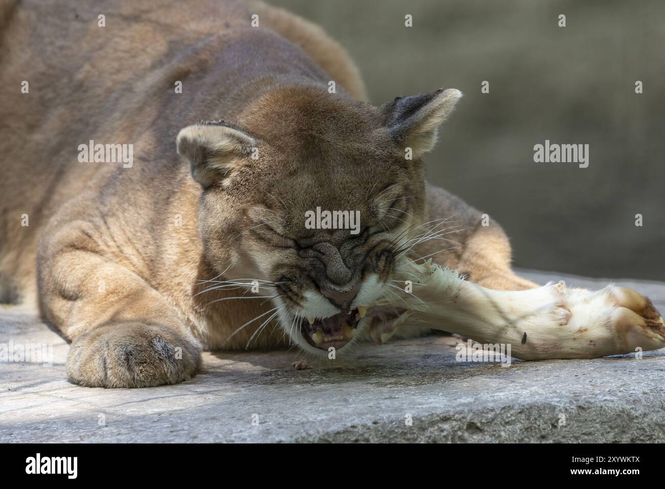 The cougar (Puma concolor), also commonly known by other names ...
