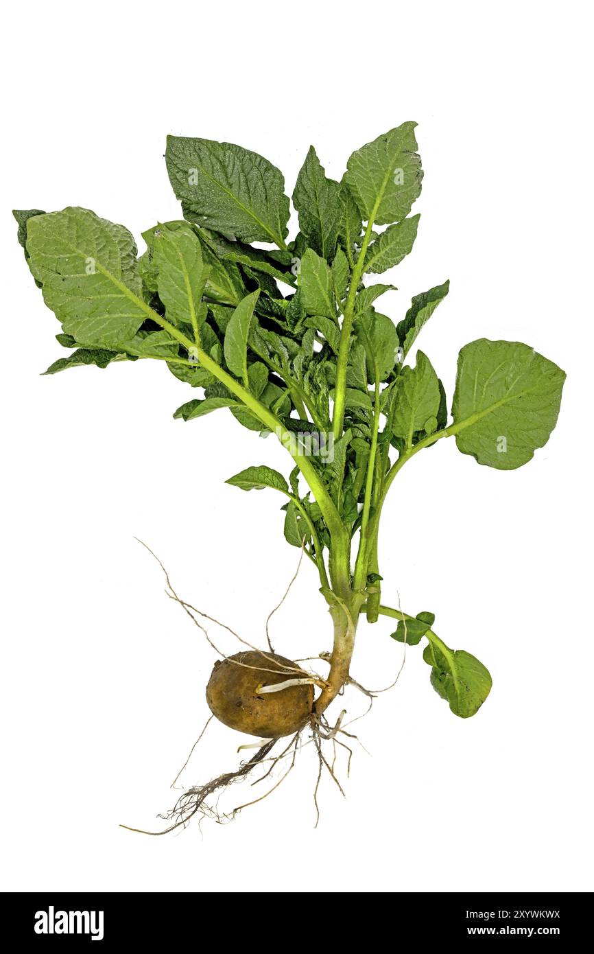 Complete young potato plant with tuber and leaves cropped on white ...