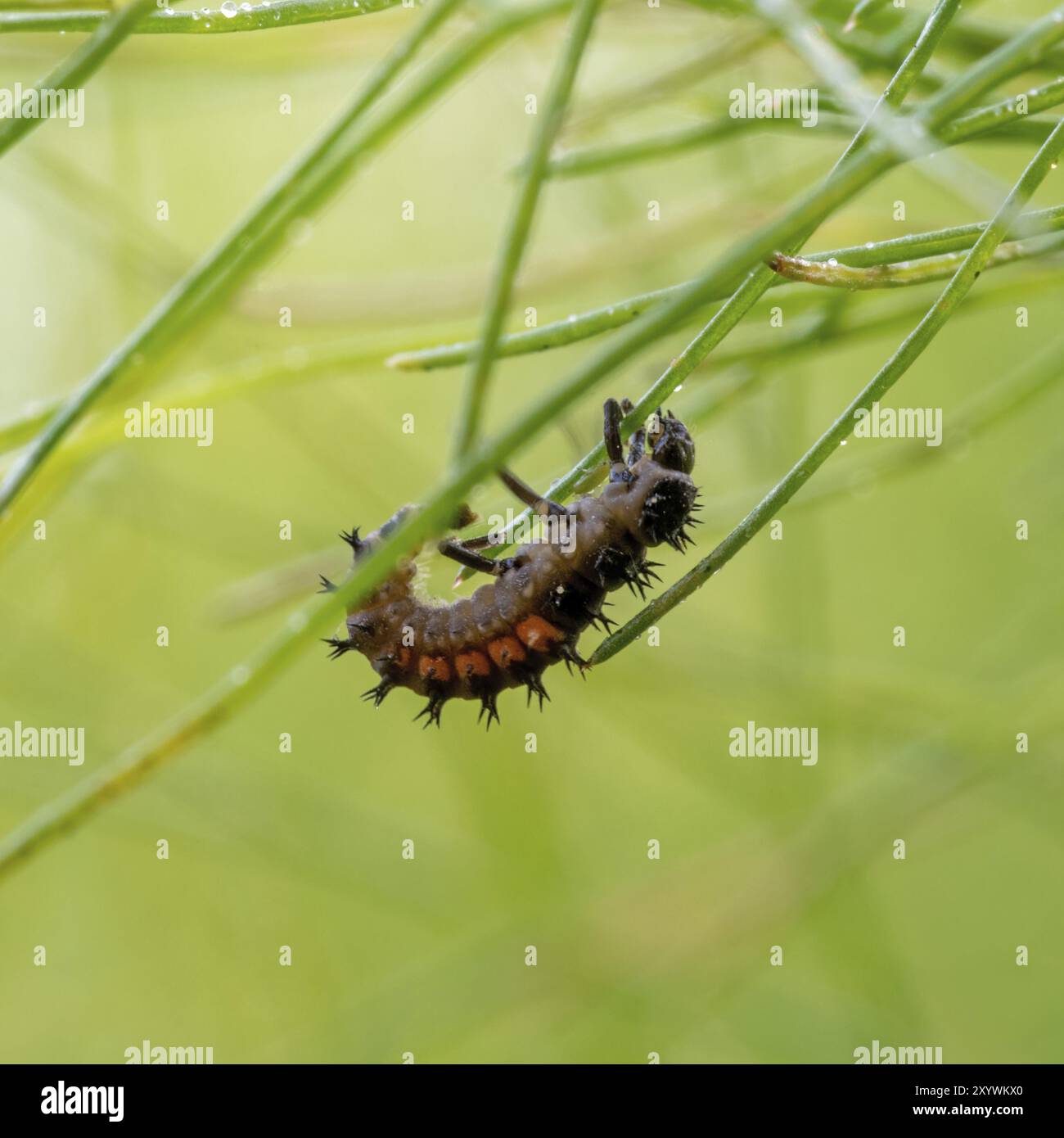 Larva of the Asian lady beetle on a fennel plant in front of a blurred ...