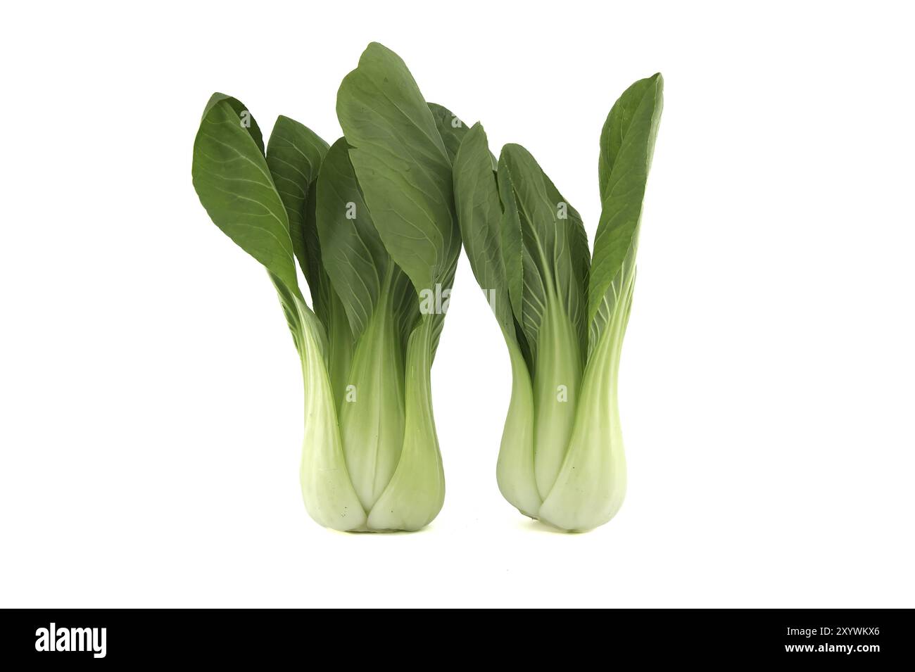Bok choy, also known as pak choi or pok choi type of Chinese cabbage ...