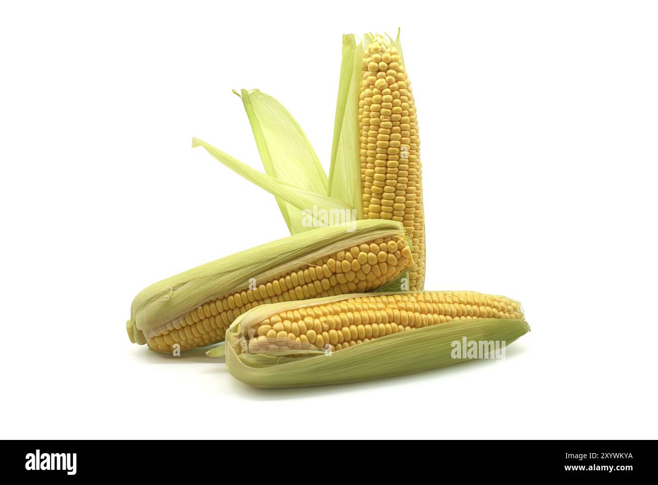 Fresh raw maize or corn on the cob with leaves isolated on white ...