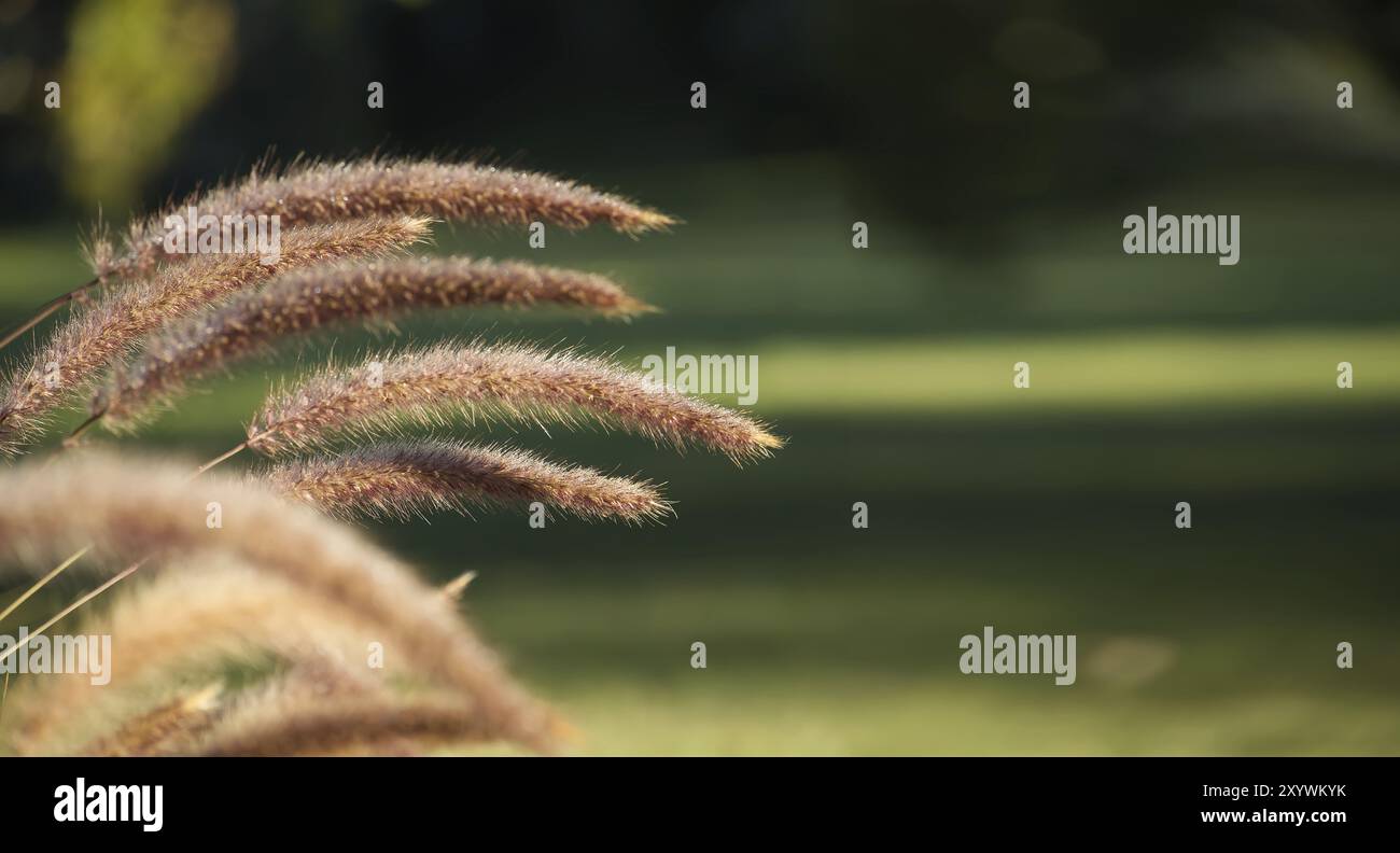 Purple ornamental grasses highlighted by the light of the golden hour ...