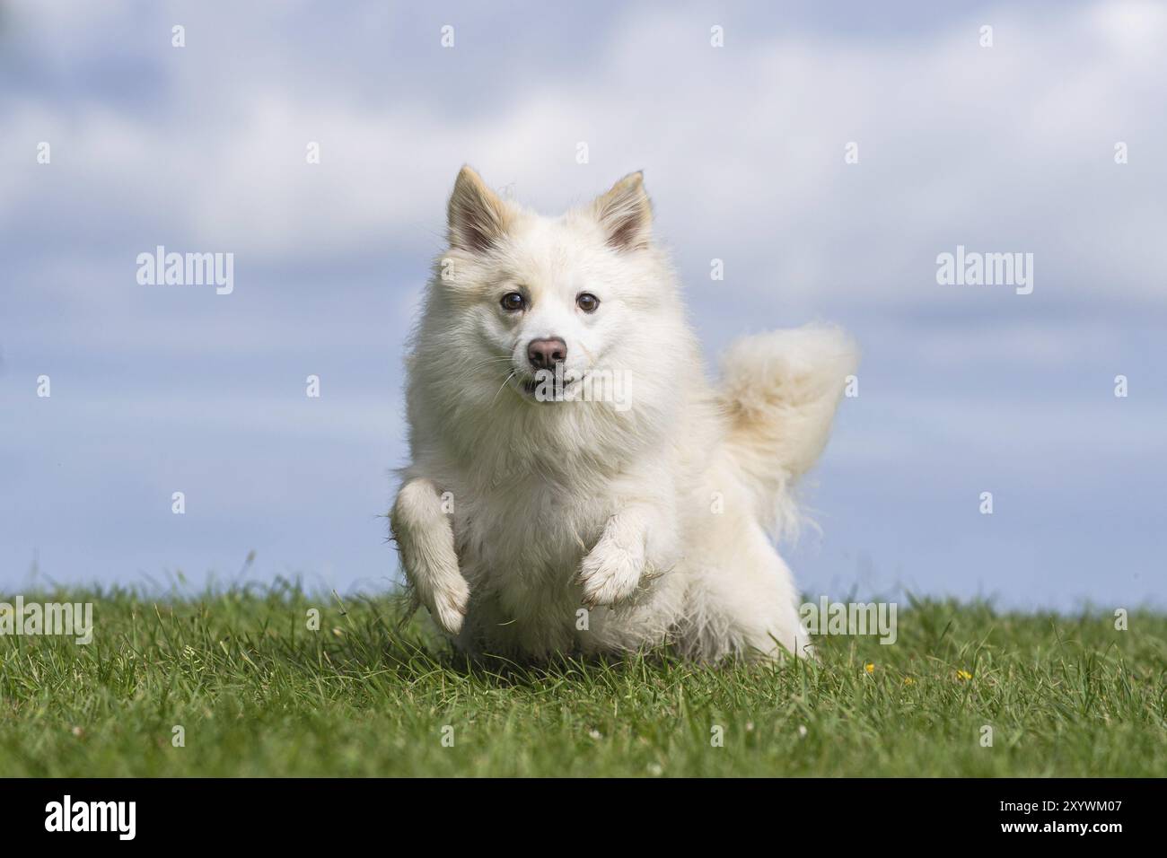 Icelandic dog in action Stock Photo - Alamy