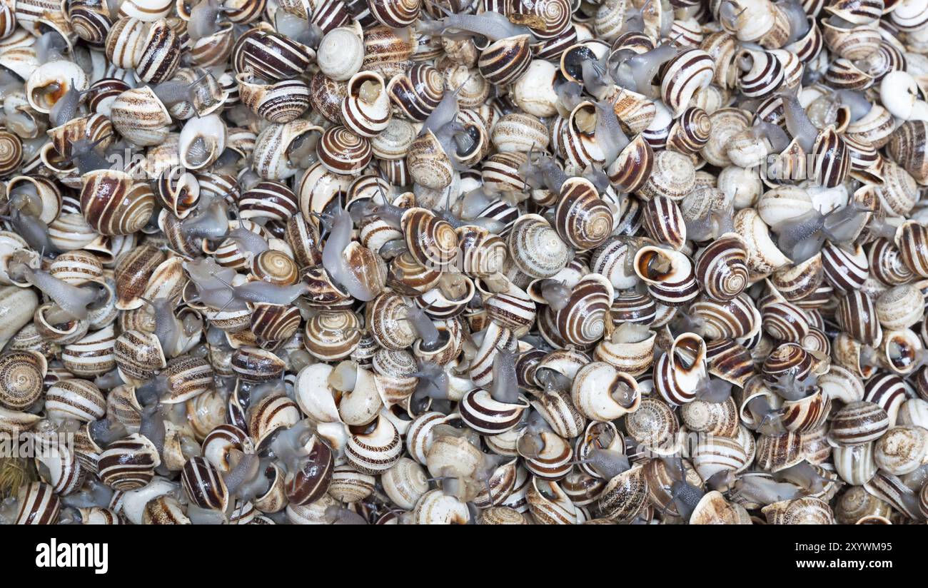 Snail in urban area hi-res stock photography and images - Alamy