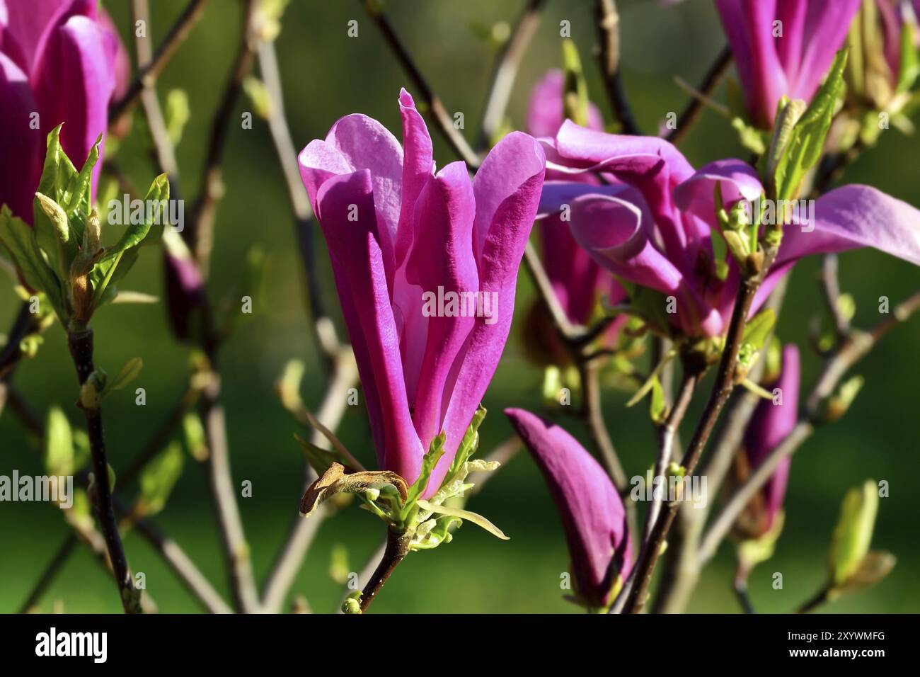 Magnolia liliiflora. Flowers closeup Stock Photo - Alamy