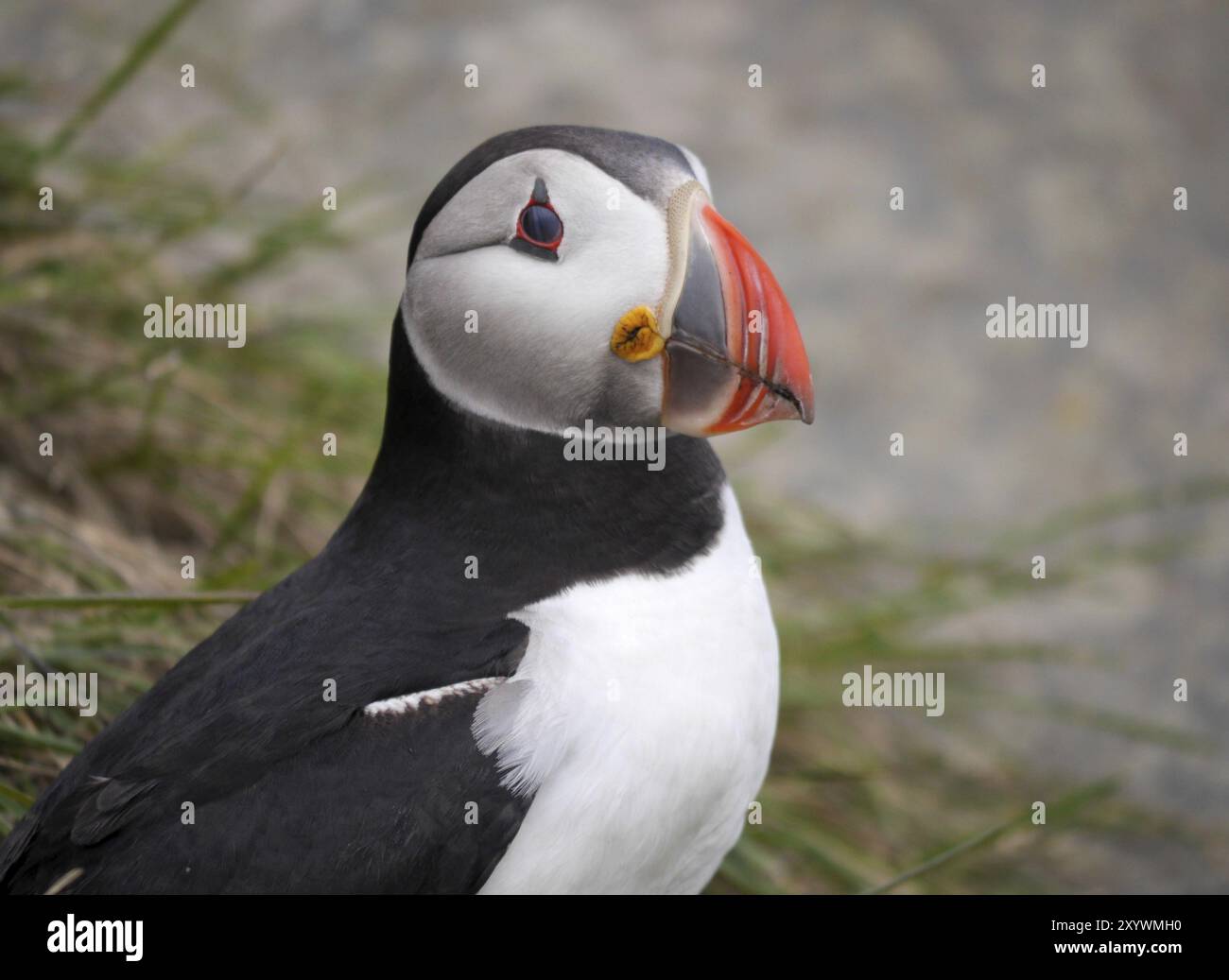 Puffins in Iceland Stock Photo - Alamy