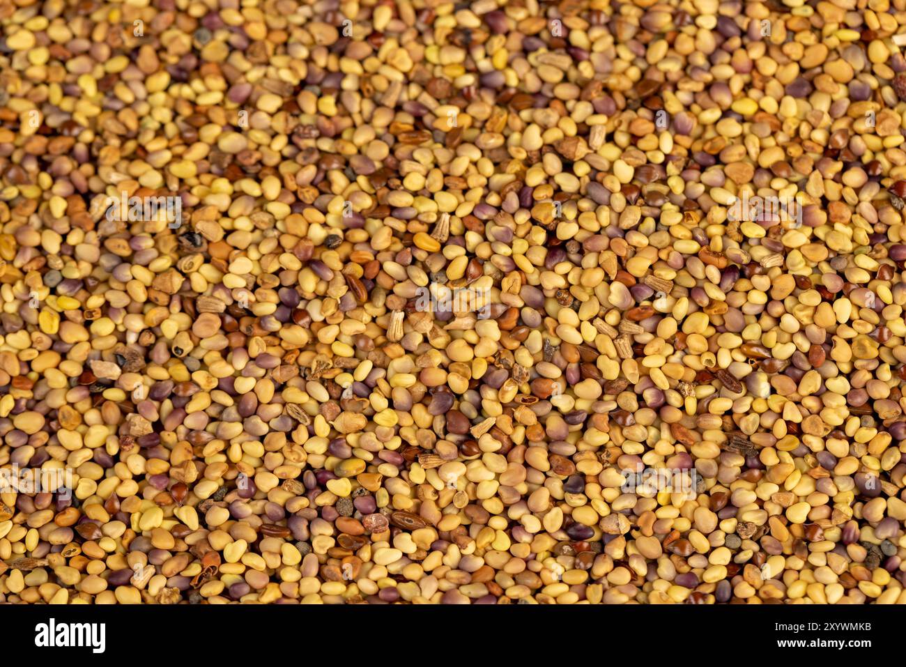 clover seeds for growing in fields, clover seeds for landscaping or ...