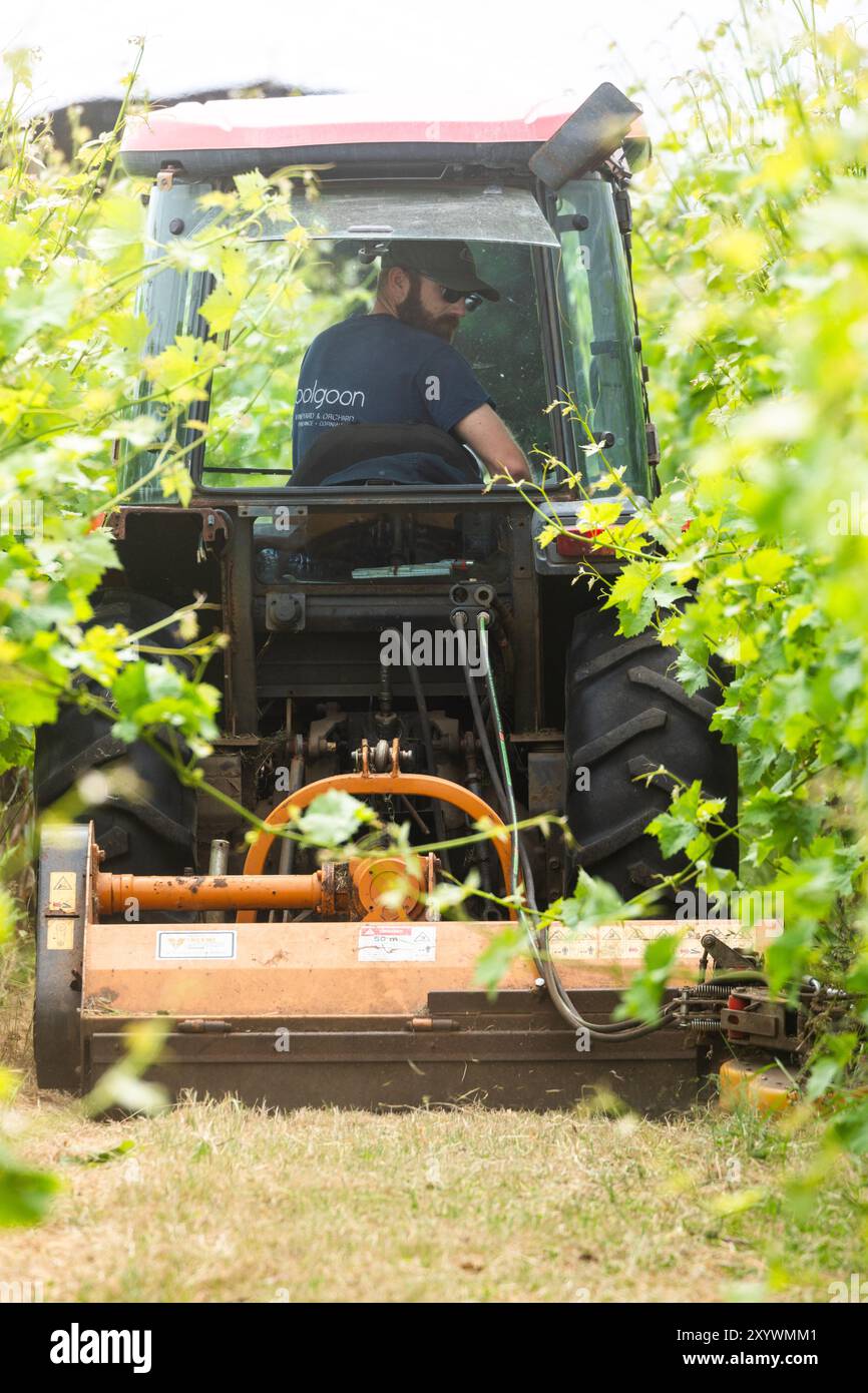 Polgoon vineyard hi-res stock photography and images - Alamy