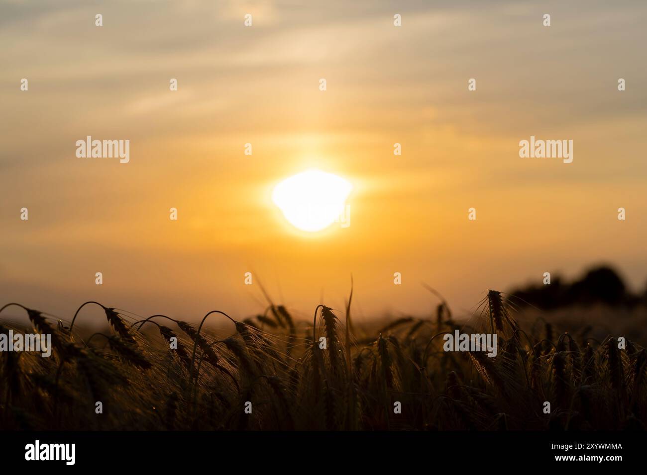 rye sprouts in a field at sunset, the yellow sun at sunset in a field ...