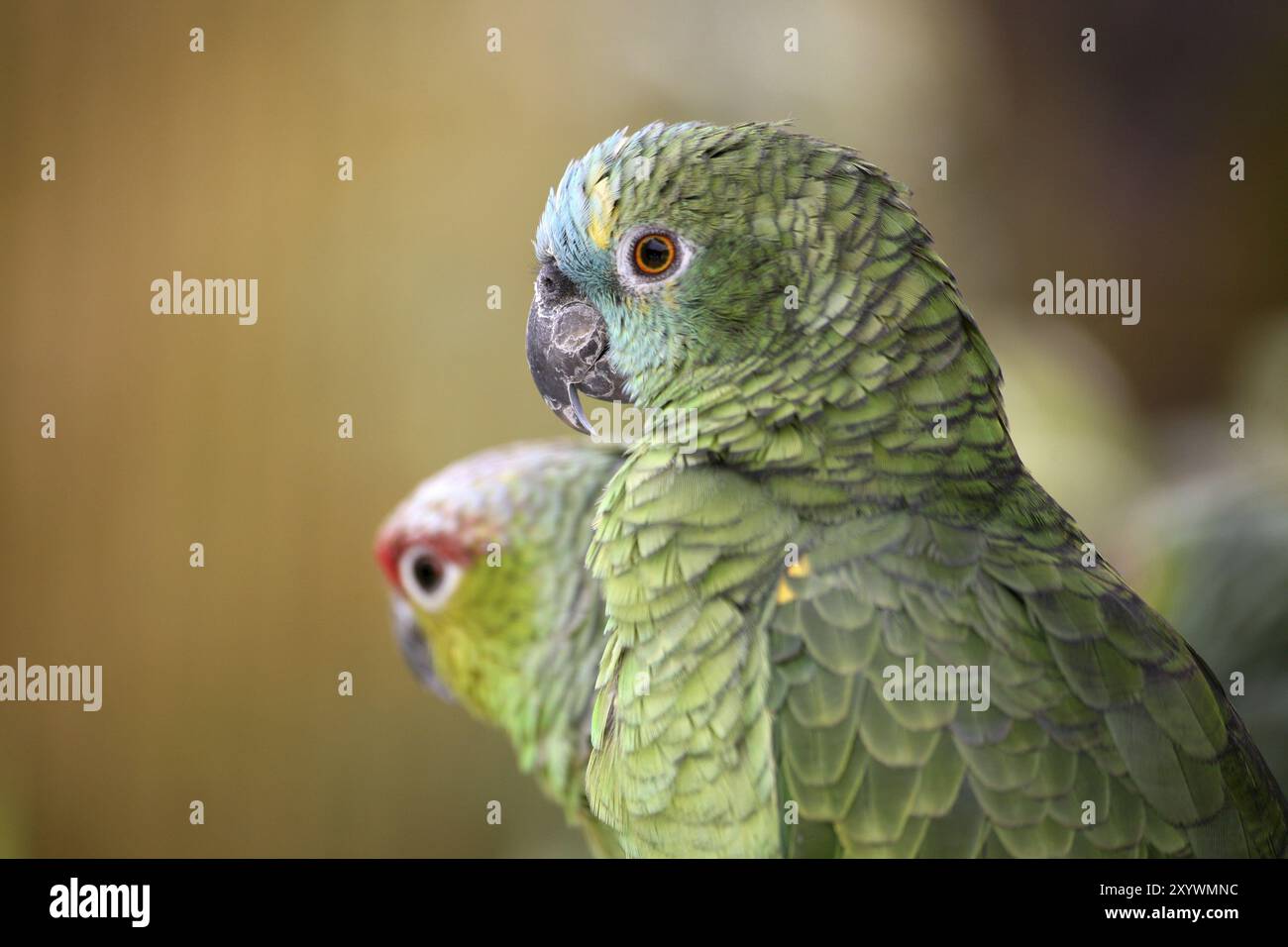 Yellow-cheeked amazon and blue-fronted amazon Stock Photo - Alamy